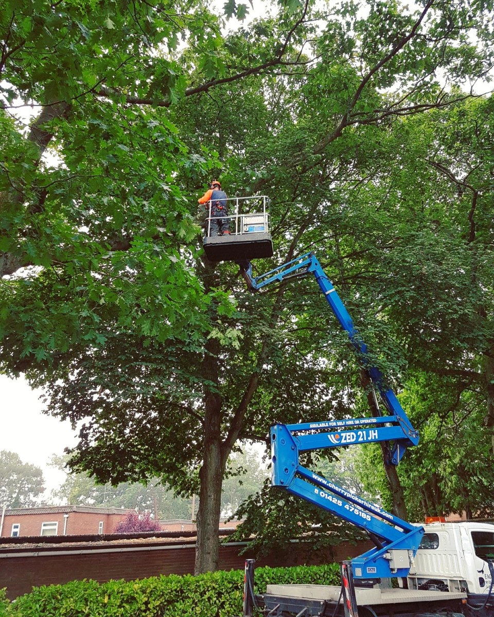 Tree safety work made easier with a MEWP – Hart Forestry Ltd