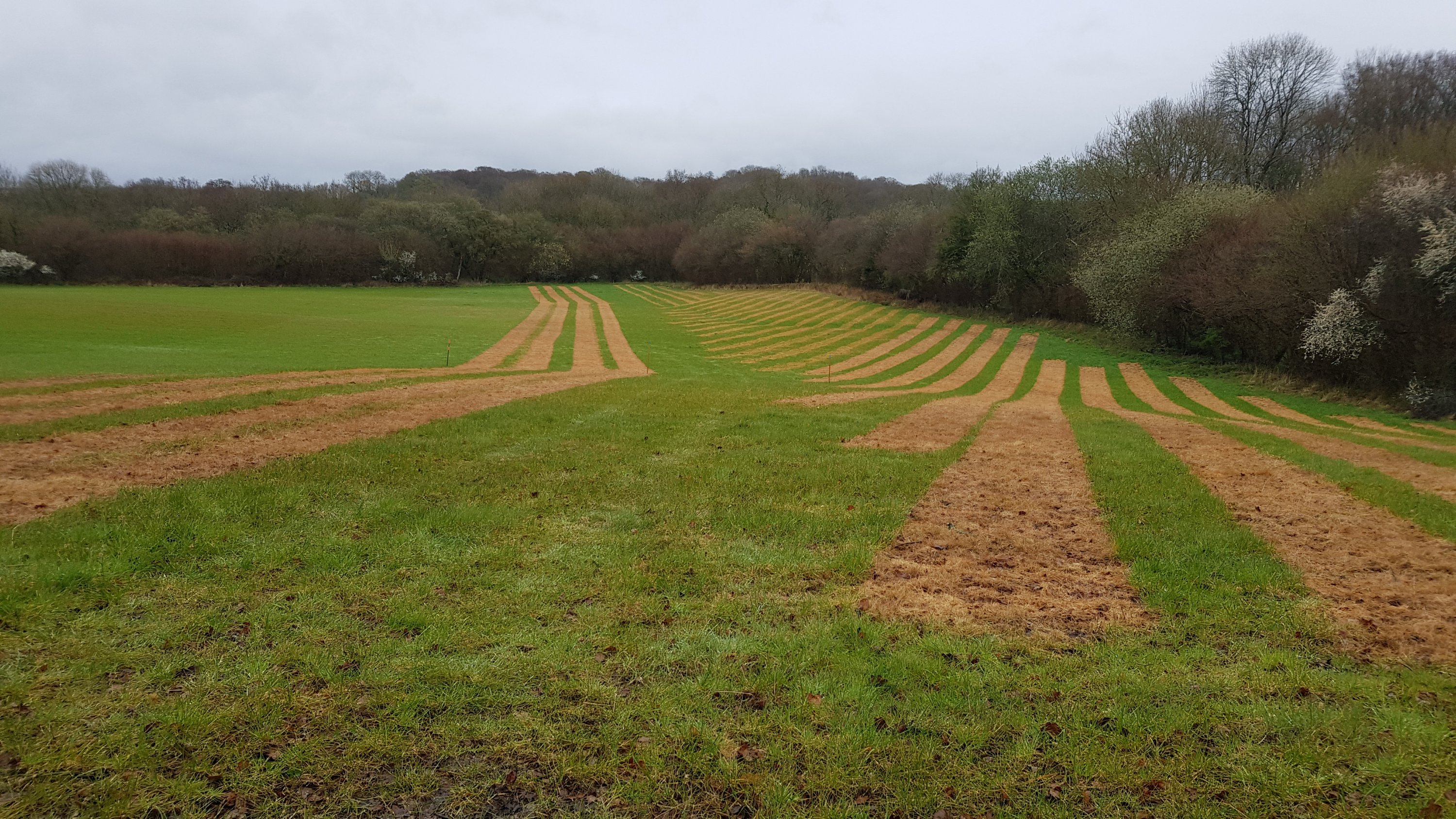 Tree planting project – Hart Forestry Ltd